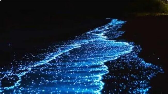 Bioluminescence : India's Illuminating Natural Phenomenon