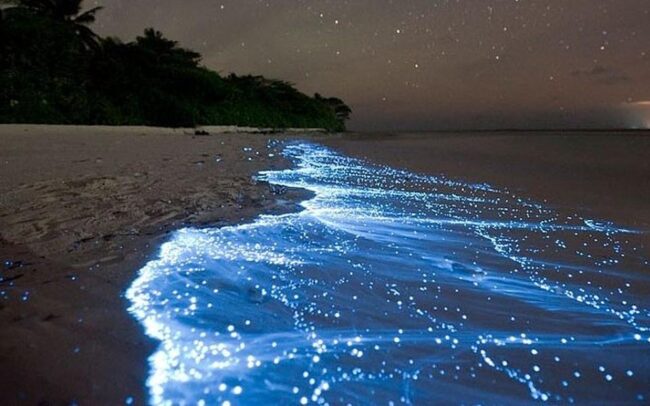 Bioluminescence : India's Illuminating Natural Phenomenon