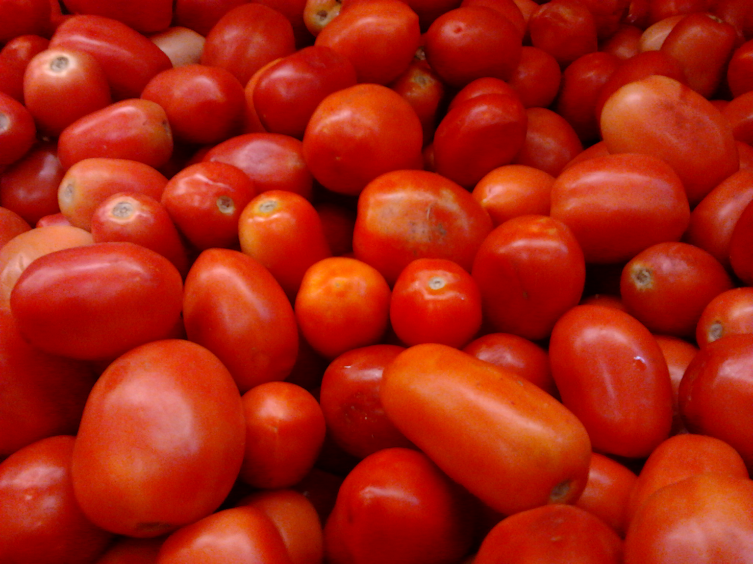 How Tomatoes Sneaked into the Indian Plate