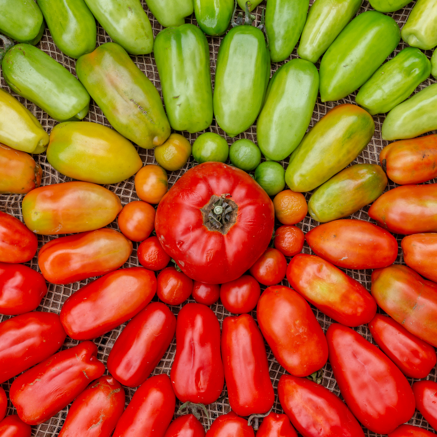 How Tomatoes Sneaked into the Indian Plate