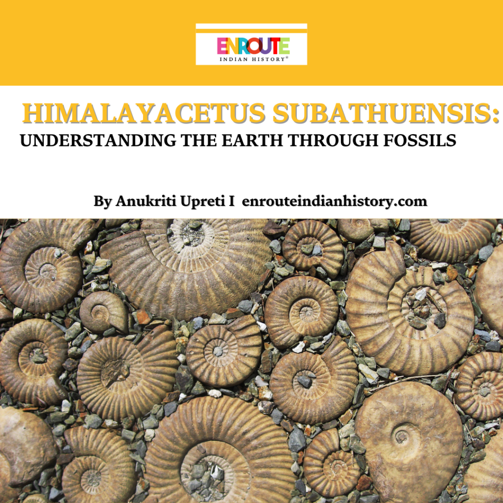 Himalayacetus subathuensis: Understanding the Earth through Fossils ...